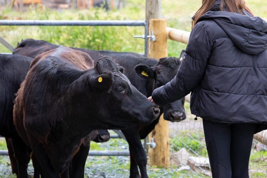 Shropshire: Meet the Mini Moos Cow Cuddling Experience - Who Will Love This Experience?