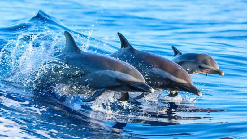 Side: Dolphin Island Boat Trip with Lunch & Unlimited Drinks - What Travelers Say: Authentic Voices