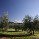 Siena: Half-day Guided Hike to Monteriggioni - Authentic Experiences and Real Traveler Feedback