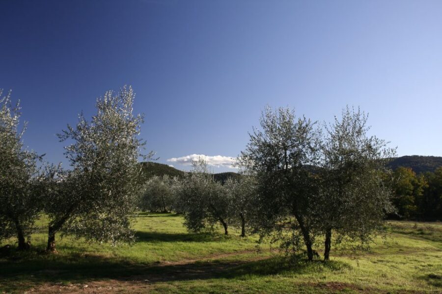 Siena: Half-day Guided Hike to Monteriggioni - Authentic Experiences and Real Traveler Feedback