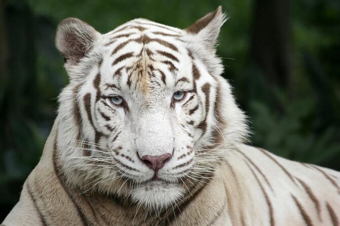 Singapore Zoo & Night Safari Day ( Tickets & Transfer ) - Exploring Singapore’s Wildlife: A Review of the Singapore Zoo & Night Safari Day Tour