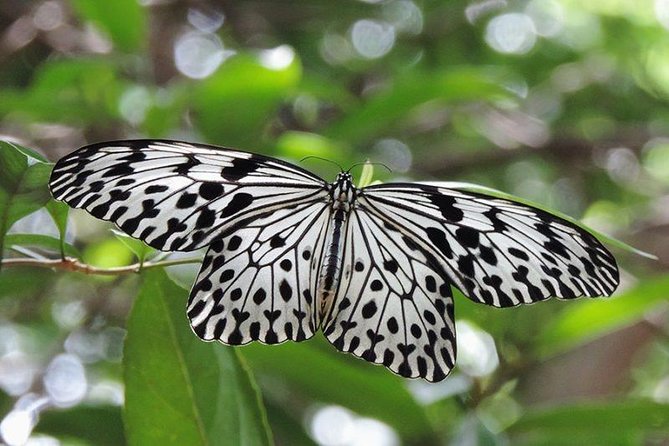Sinharaja Rain Forest Tours (Full Day) - An Honest Look at the Sinharaja Rain Forest Tour