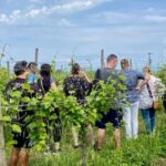 Sirmione: Vineyard Tour with Lugana Wines and Local Tastings - Who Will Love This Tour?