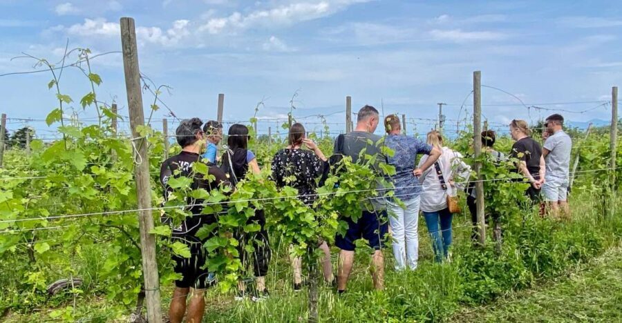Sirmione: Vineyard Tour with Lugana Wines and Local Tastings - Who Will Love This Tour?