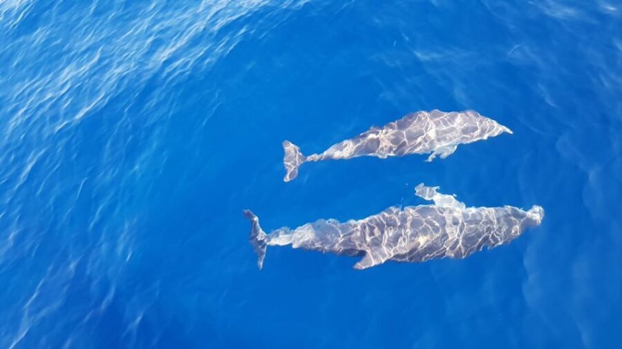 Skiathos: Day-Sailing Tour with Lunch on Board - FAQ