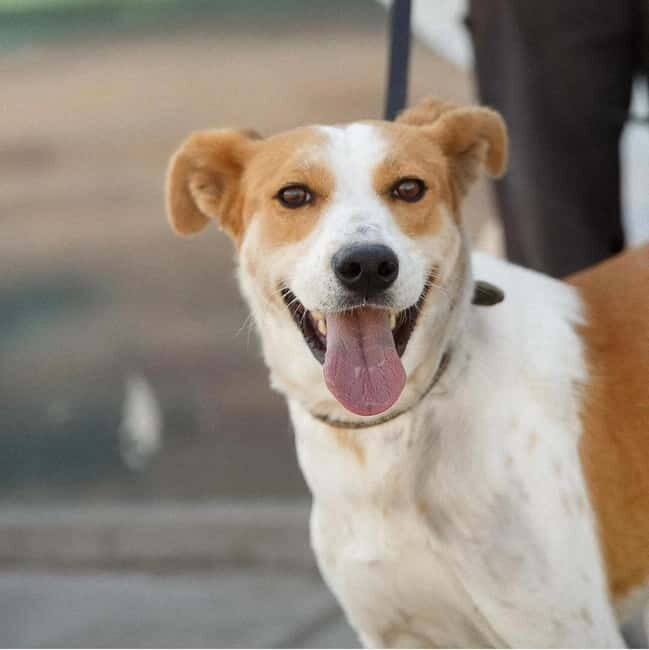Skiathos: Dog Shelter Visit, Hike & Cooking Class with Lunch - Real Experiences: What Travelers Are Saying