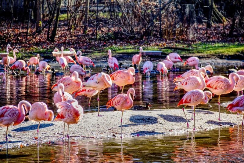 Skip-the-line Tickets to Bronx Zoo with Private Transfers - Key Points