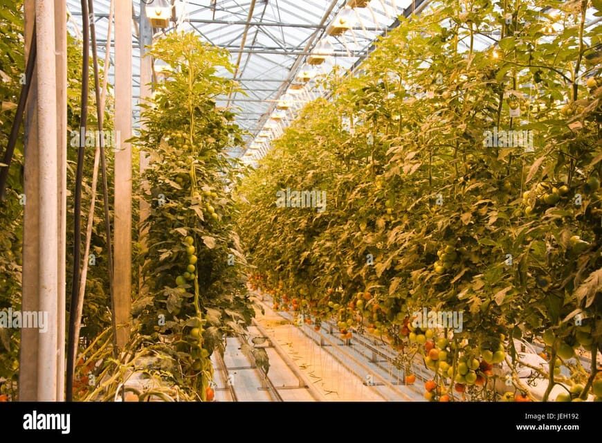 Small Group Golden Circle Tour w/ Kerid & Tomato Farm Visit - What Sets This Tour Apart