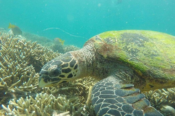 Snorkeling at Pigeon Island - Key Points