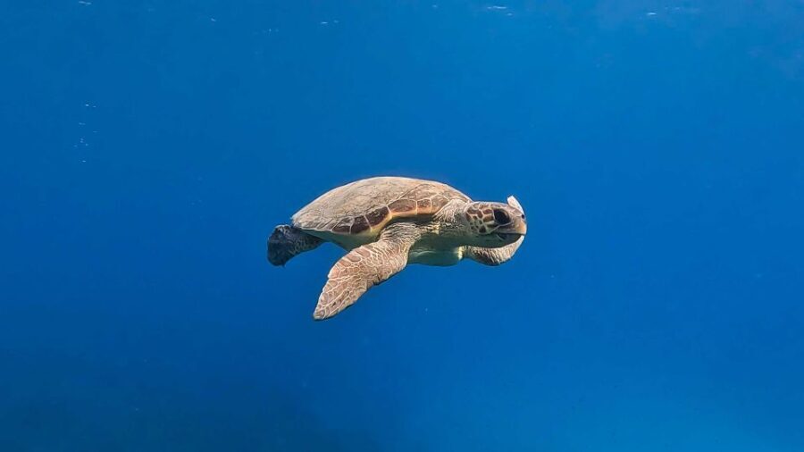 Snorkeling guided tour in beautiful Marathopoli - Why Youll Love This Experience