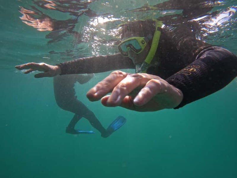 Snorkeling in tenerife south: Discover the underwater world - Final thoughts: who should consider this snorkeling tour?