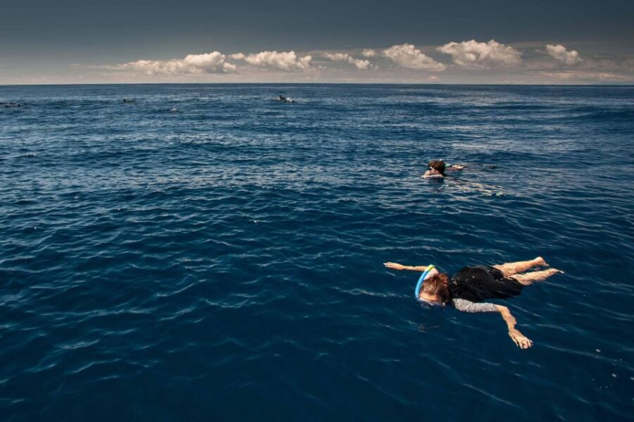 Snorkeling Wildlife in Terceira Island - Pricing and Value