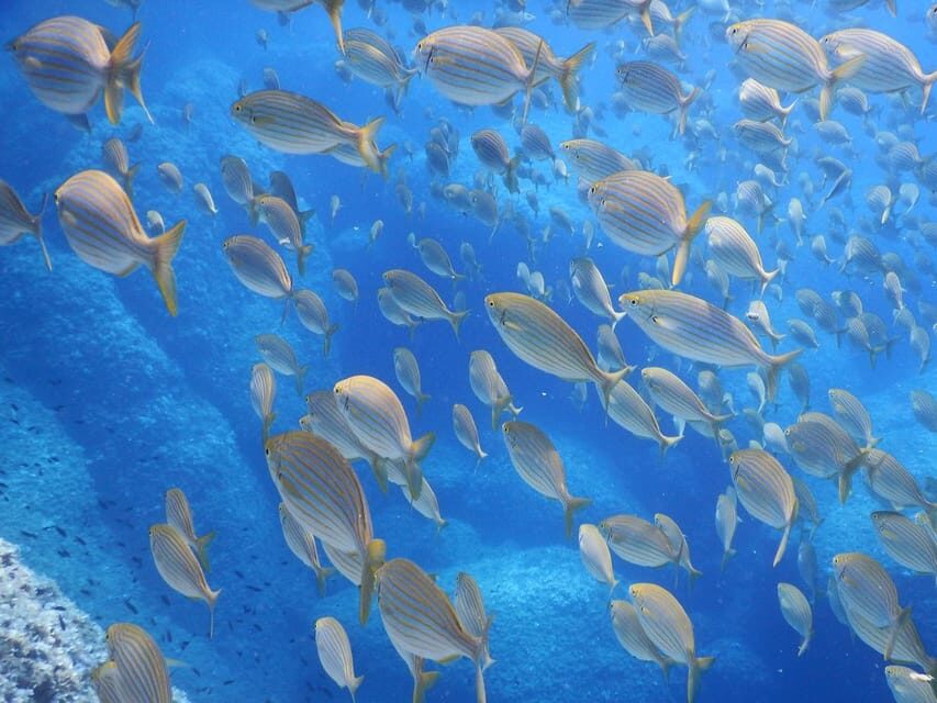 Snorkelling & Marine Biology Experience in the Cinque Terre - Who Should Consider This Tour?