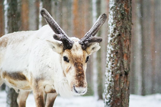 Snowshoe Trip for Searching Arctic Animals - Key Points