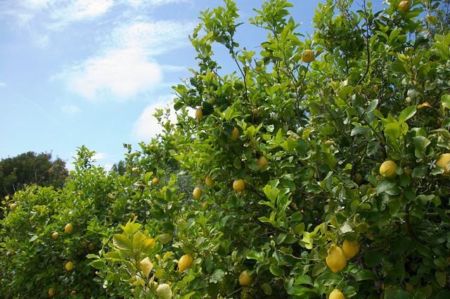 Sorrento farm by tuk tuk: pizza,limocello and cheese tasting - Making and Baking Your Own Pizza