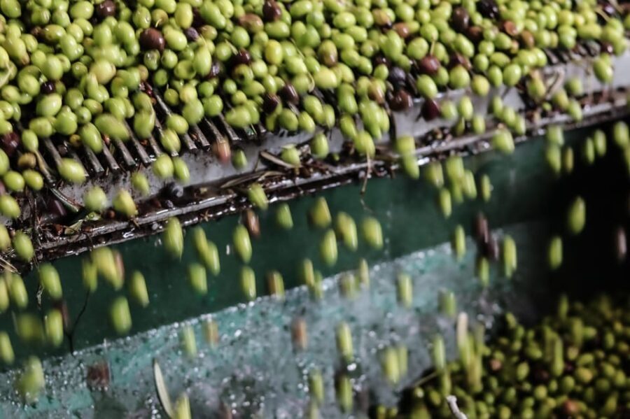 Sorrento: Guided Olive Mill Visit with Tastings - Who Will Enjoy This Tour?