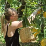 Sorrento: Lemon Picking & Tasting Tour - Key Points