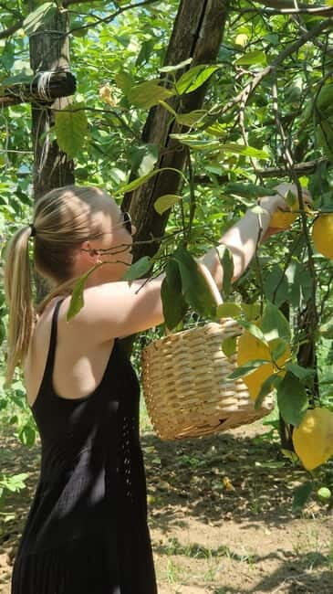 Sorrento: Lemon Picking & Tasting Tour - Key Points