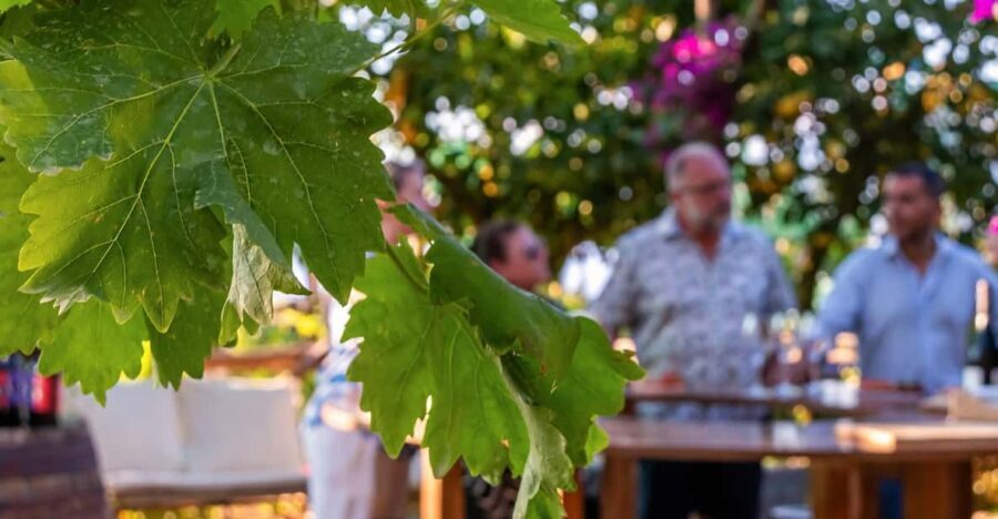 Sorrento: Wine Tasting Overlooking the Sea in a Lemon Grove - Who Would Love This Tour?