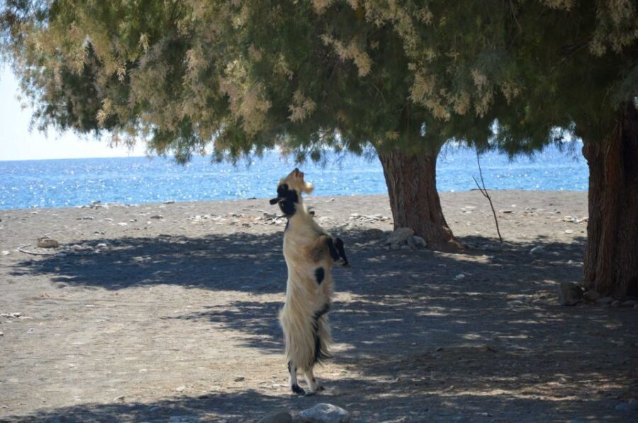 Southern Crete: Land Rover Safari With Lunch and Wine - How the Day Unfolds: A Detailed Breakdown