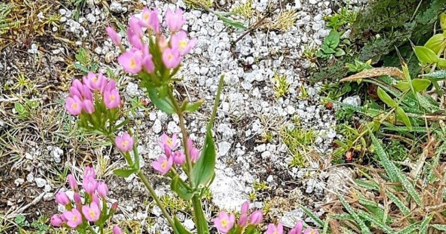 St Austell: Cornish Clay Country Guided Walk - Practical Details and What to Expect