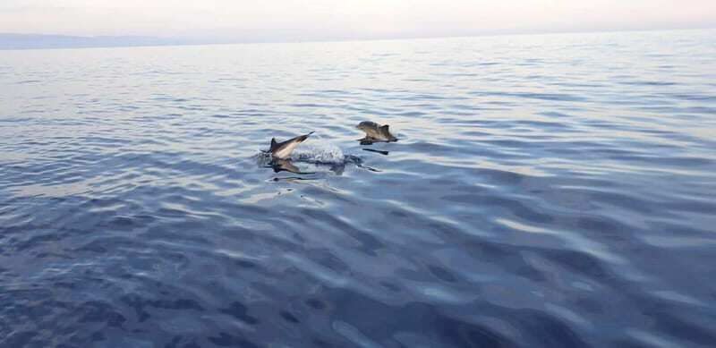 Sunset tour in search of dolphins with aperitif - What Travelers Say
