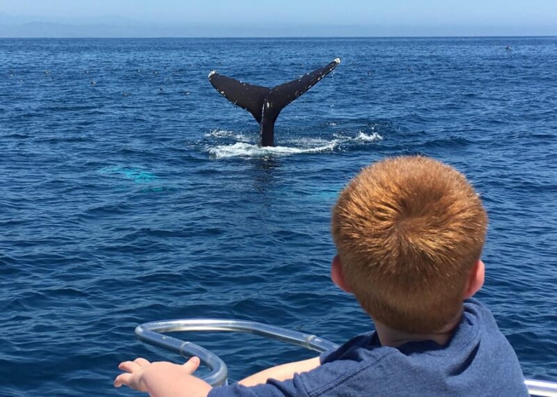 Superior 2hr Private Whale & Dolphin Watching Newport Beach - Key Points