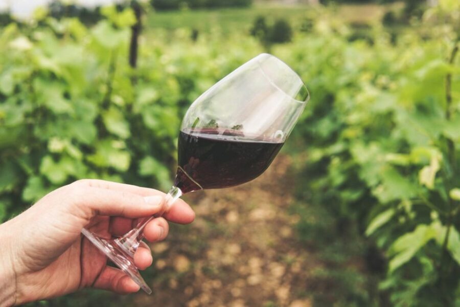 Sussex: Small-Group Wine Tours - Who Will Love This Experience?