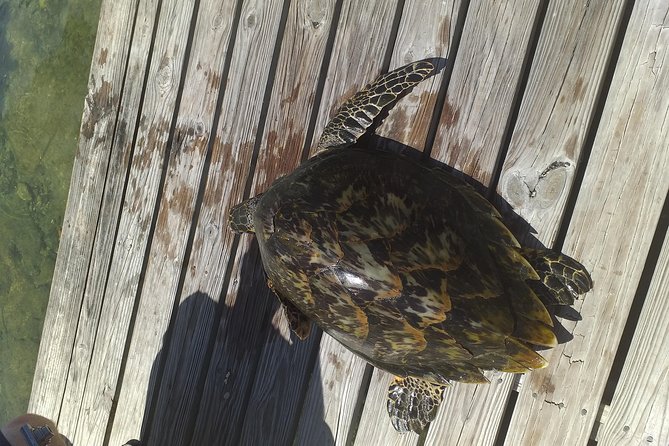 Sweetings Cay Mangrove Kayaking and Turtles - Key Points