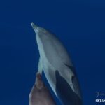 Swimming with Dolphins in Terceira Island - Why This Tour Offers Good Value