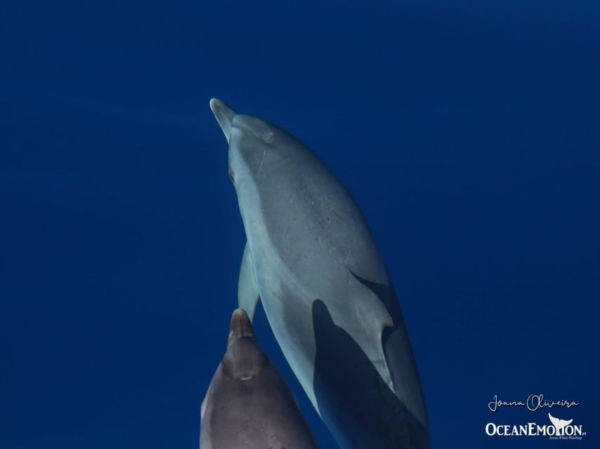 Swimming with Dolphins in Terceira Island - Why This Tour Offers Good Value