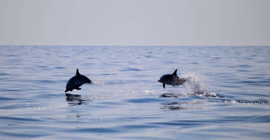 Taormina Coast Tour and Searching Dolphins - The Itinerary: What You’ll See and Do