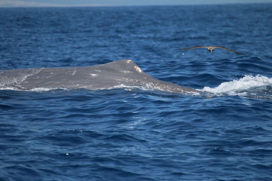 Tarifa: Whale & Dolphin Watching in the Strait of Gibraltar - What’s Included and What’s Not