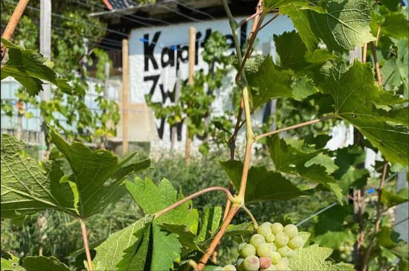 Taste and Tour Small Organic Wineries with a Winemaker - An In-Depth Look at the Experience