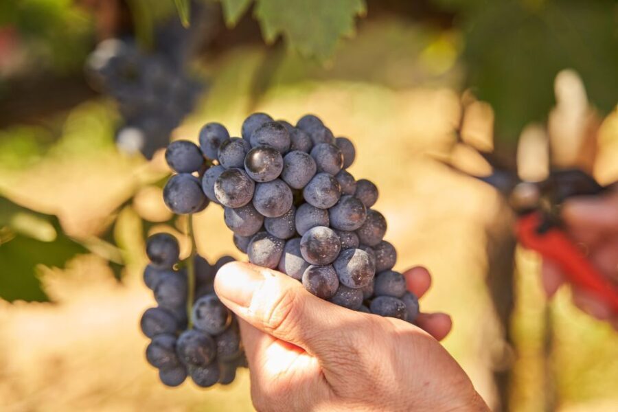Tasting and Tour Vino Nobile di Montepulciano - Meeting Points, Duration, and Practicalities