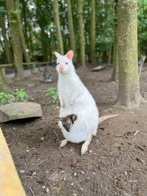 TELFORD: Hoo Zoo and Dinosaur World Entry Ticket - What to Expect: A Day at the Zoo