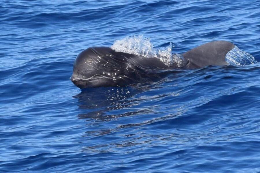 Tenerife: 3 &-6 Hour Private Whale & Dolphin Watching - The Itinerary in Detail