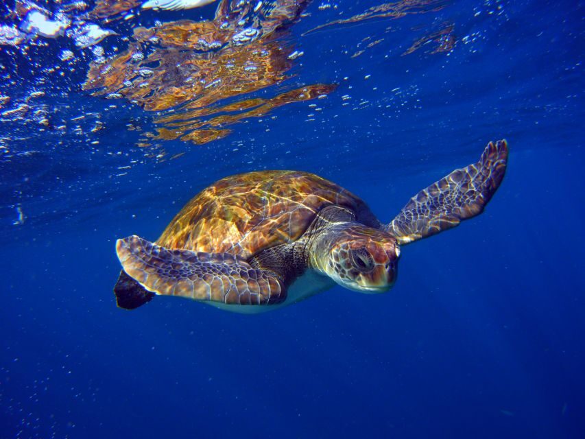 Tenerife: 3-Day Open Water Scuba Diver Course - Why Choose This Course?