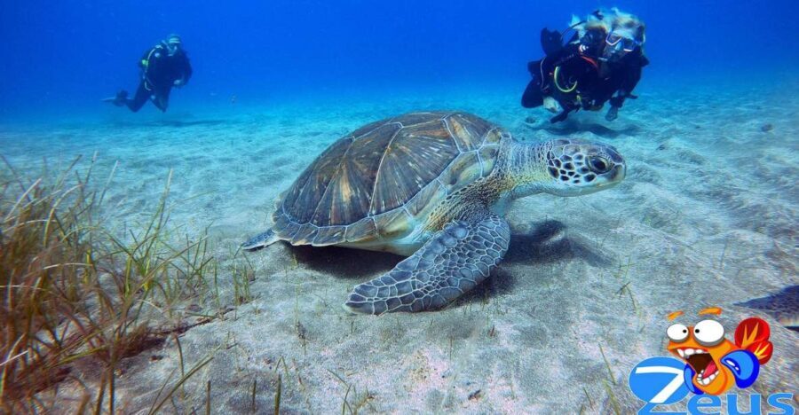Tenerife: Abades Beach Beginner Diving Experience - What You Can Expect on the Tour