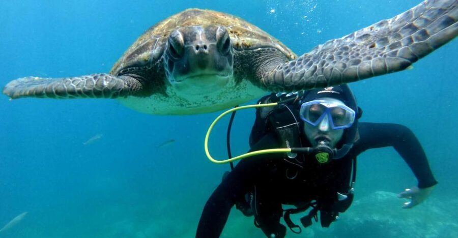 Tenerife: Beginners Scuba Dive Experience in Turtle Area - Why This Experience Offers Excellent Value