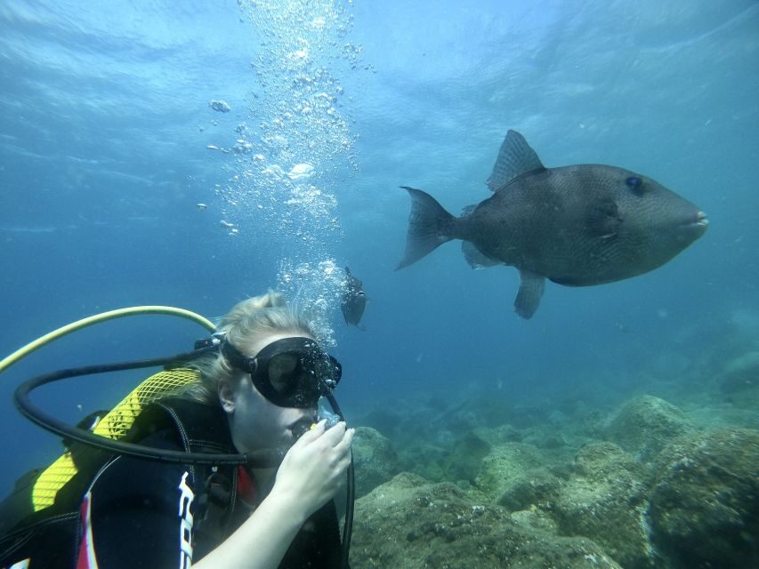 Tenerife : Diving License in one day - Practicalities: What You Need to Know