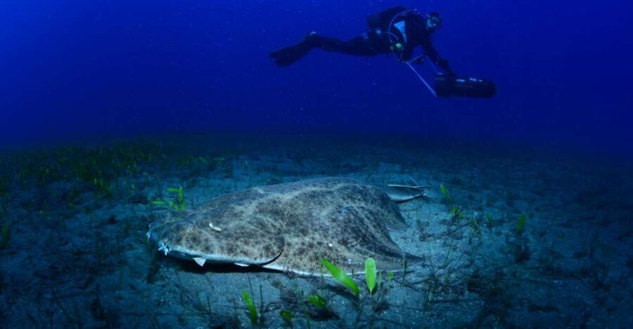 Tenerife: Diving w/ Underwater Scooter (DPV) - Why We Think This Tour Is Worth Considering