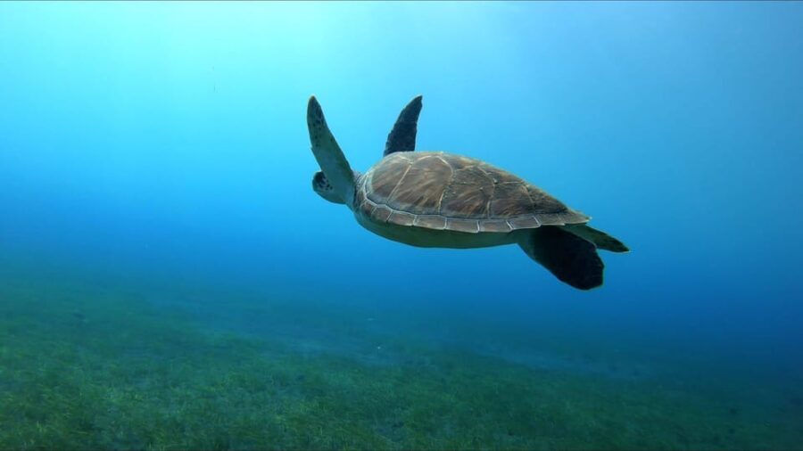 Tenerife, El Médano: Diving baptism - The Itinerary Breakdown: A Closer Look