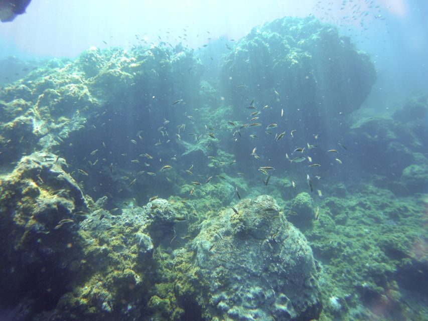 Tenerife Exclusive Snorkeling Trip with Marine Biologist - The Underwater World in Tenerife
