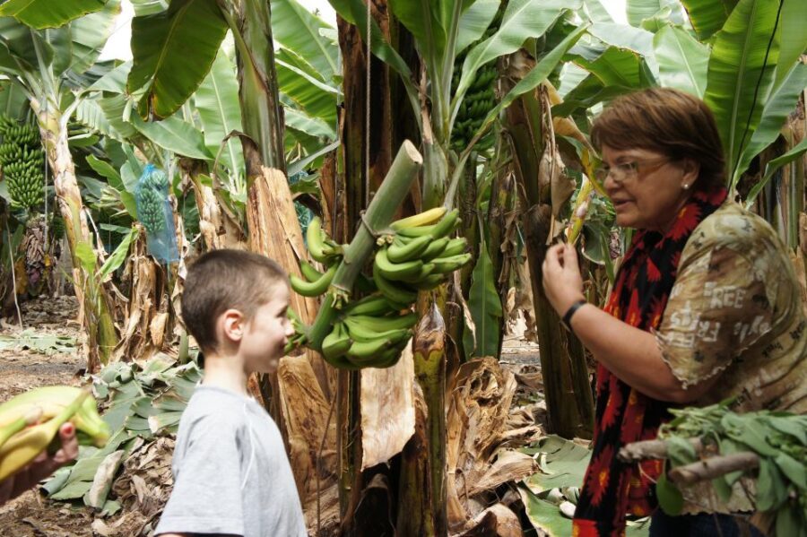 Tenerife: Finca Las Margaritas Banana Plantation Experience - What Makes This Tour Special?