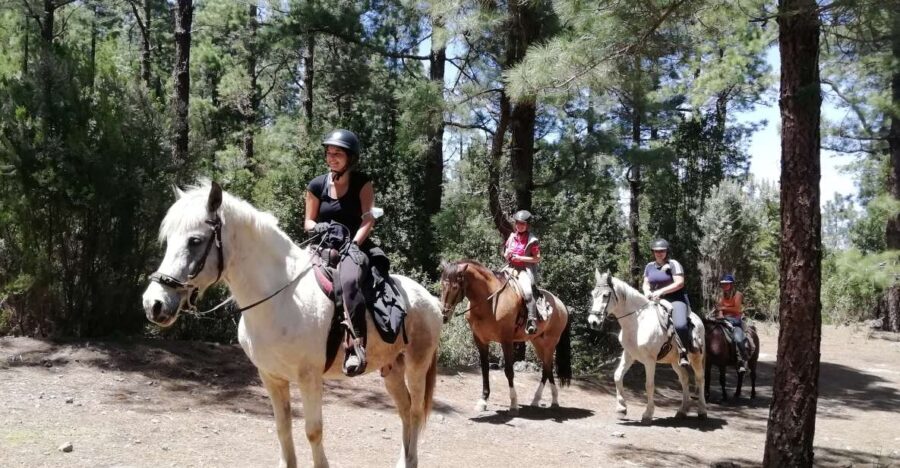 Tenerife: Guided Horseback Riding Tour to the Lomo Forest - The Value of the Experience