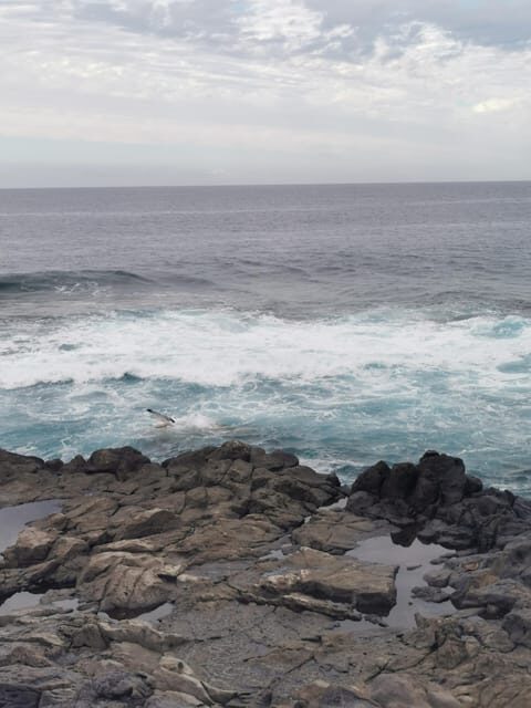 Tenerife Island, The Best Day Tour FOR CRUISE PASSENGERS - Breaking Down the Itinerary