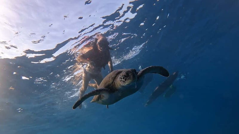 Tenerife: Kayak and Snorkeling Tour with Photos - Marine Encounters: Dolphins, Turtles, and Fish