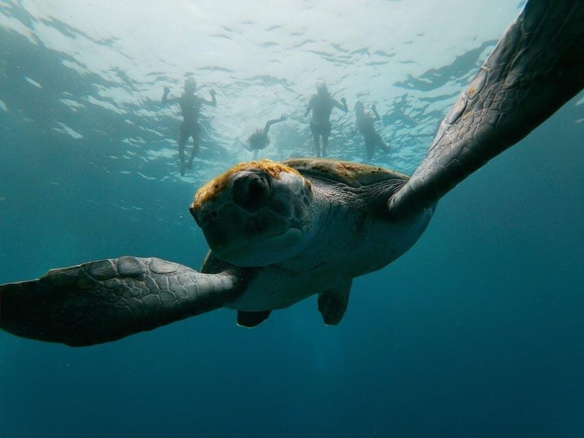 Tenerife: Kayak & Snorkeling, Marine Fauna Watching - The Detailed Itinerary