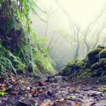 Tenerife: La Laguna & Anaga hike - The Value and Practical Considerations